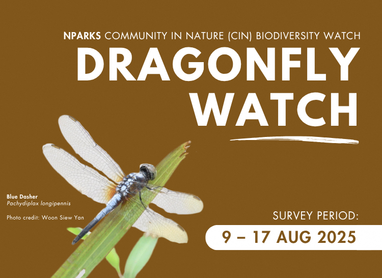 [CIN] Dragonfly Watch - August 2025